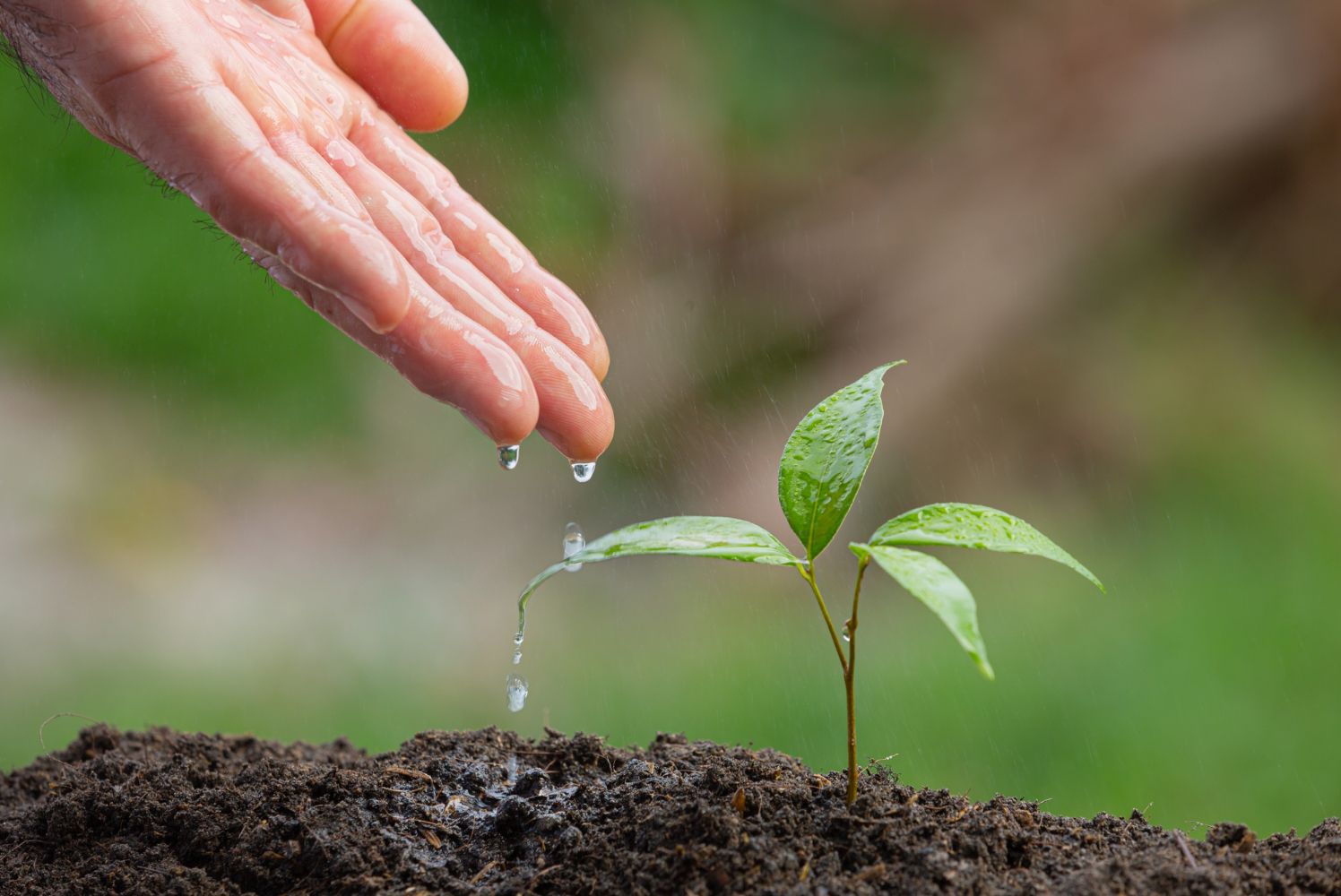 Un bébé un arbre - Ville de Montrond les Bains